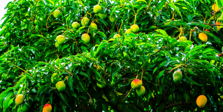 Property | TVS The Estate, TVS The Estate