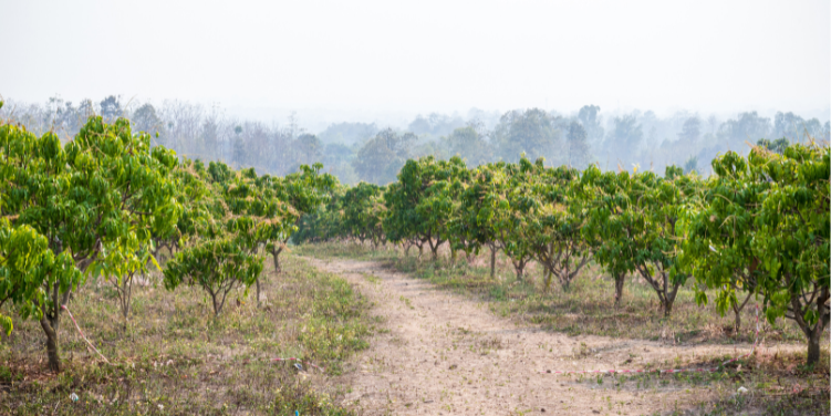 Property | TVS The Estate, TVS The Estate